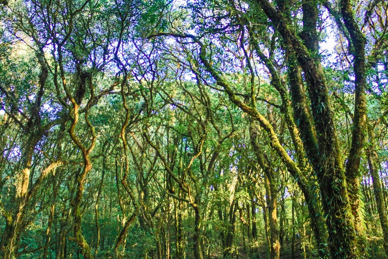 An Introduction To Trees In Programming The Oxygen Of Efficient Coding 